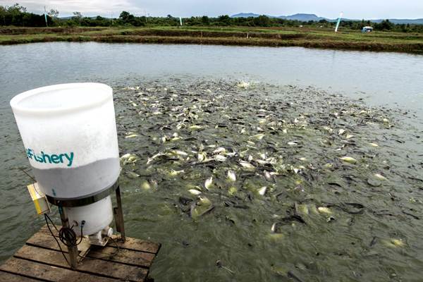 Gunakan Pakan Ikan Dengan eFeeder Mampu Hasilkan Panen Dalam 4 Bulan ...